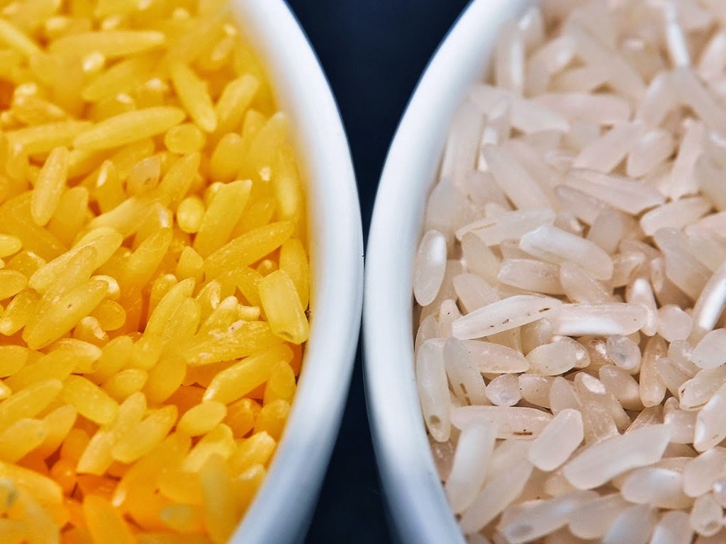 Golden Rice: GMO "Super Gruel" for the Masses
