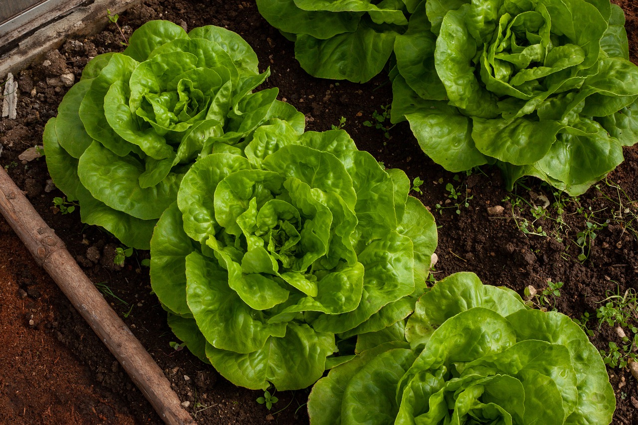 Vegebot Farm Robot Uses Machine Learning to Harvest Lettuce