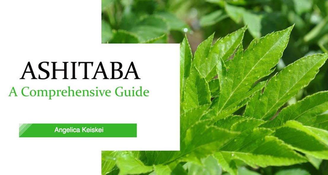 Ashitaba Is a Huge Superfood!