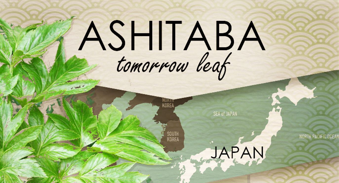 Ashitaba Is a Huge Superfood!