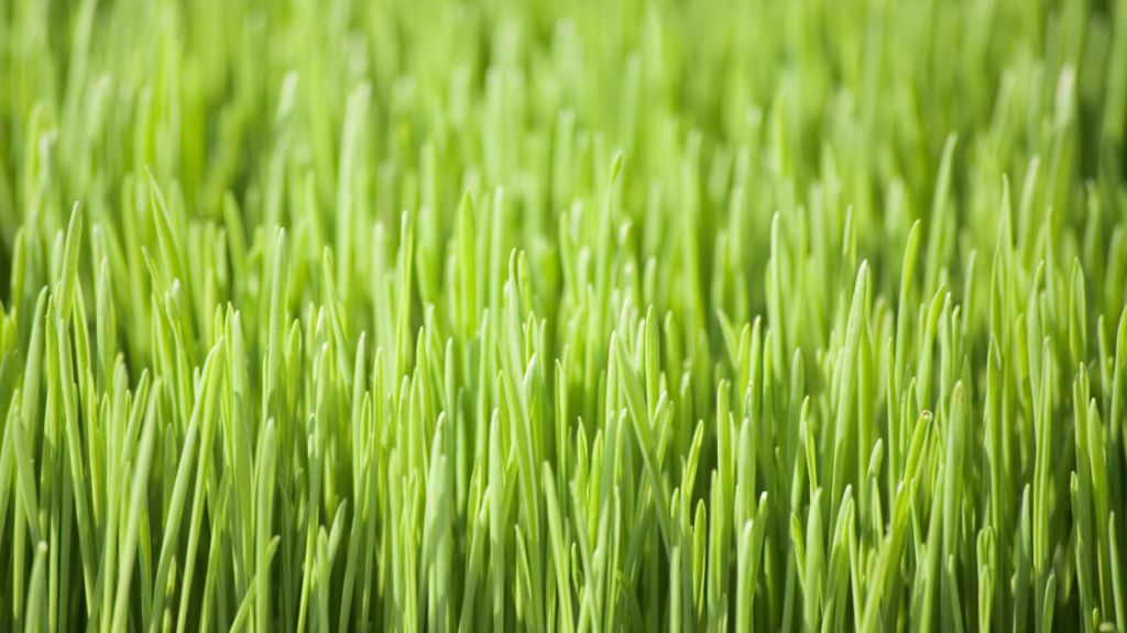 Wheat and Couch Grass Can Extract Toxic Metals From Contaminated Soils ...