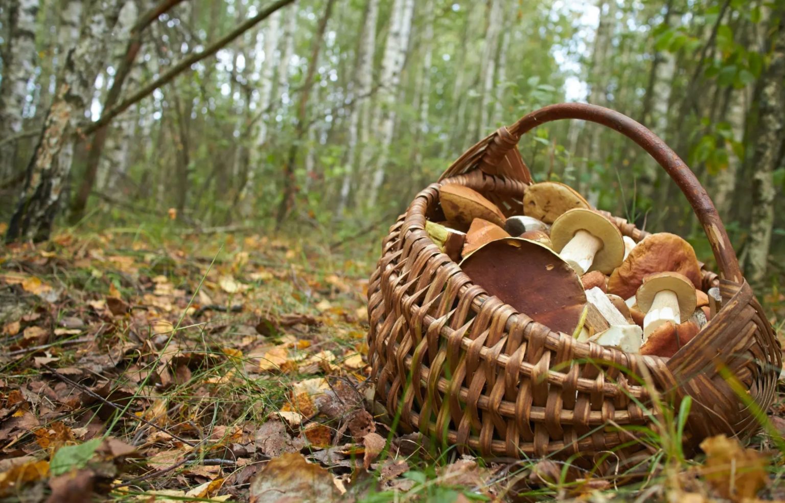 What’s Urban Foraging And How Do You Get Started?